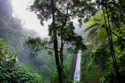 THE ENDANGERED TITI – Titi Conservation Alliance